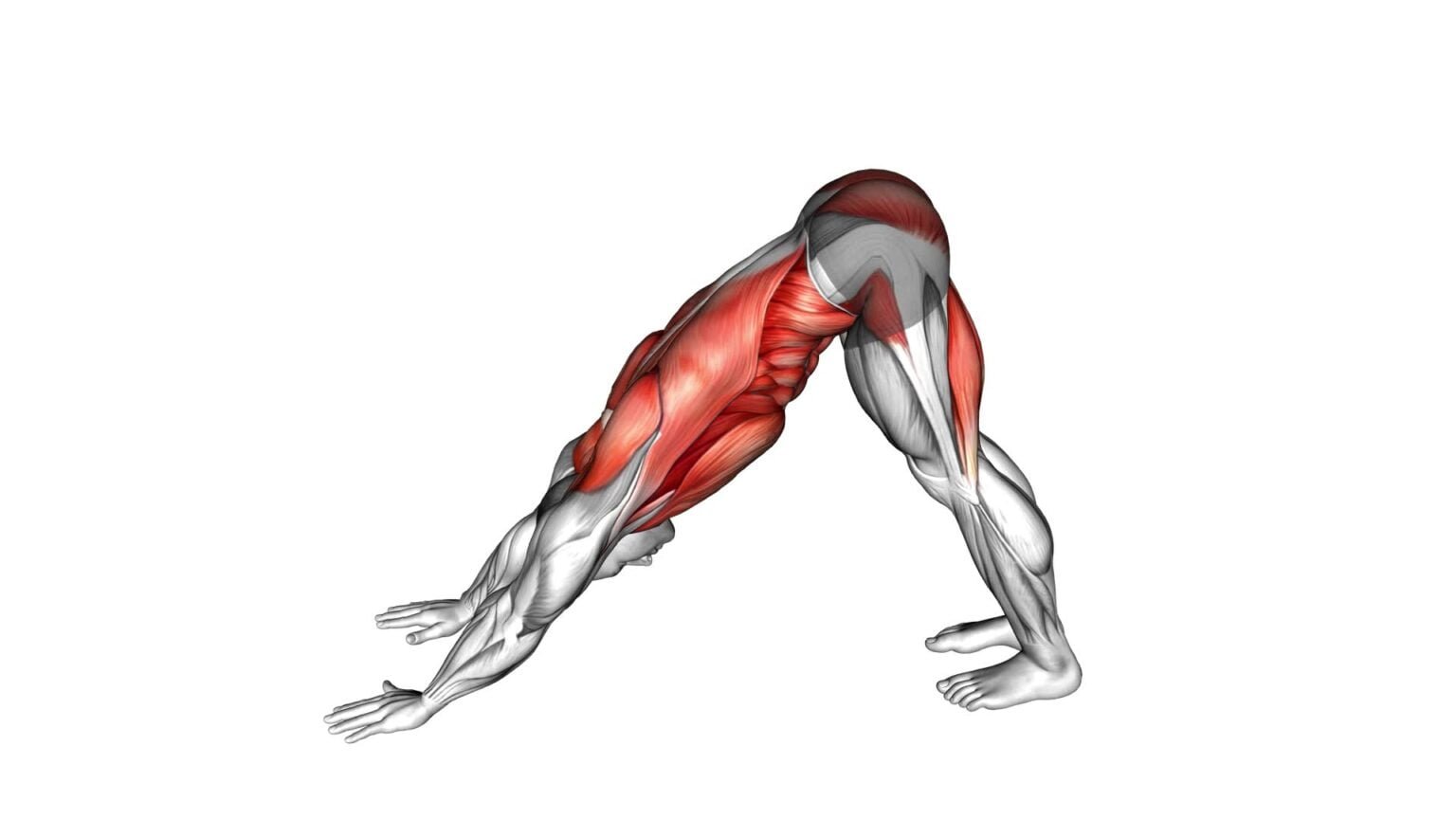 Downward Facing Dog: Video Guide & Tips For Perfecting The Pose