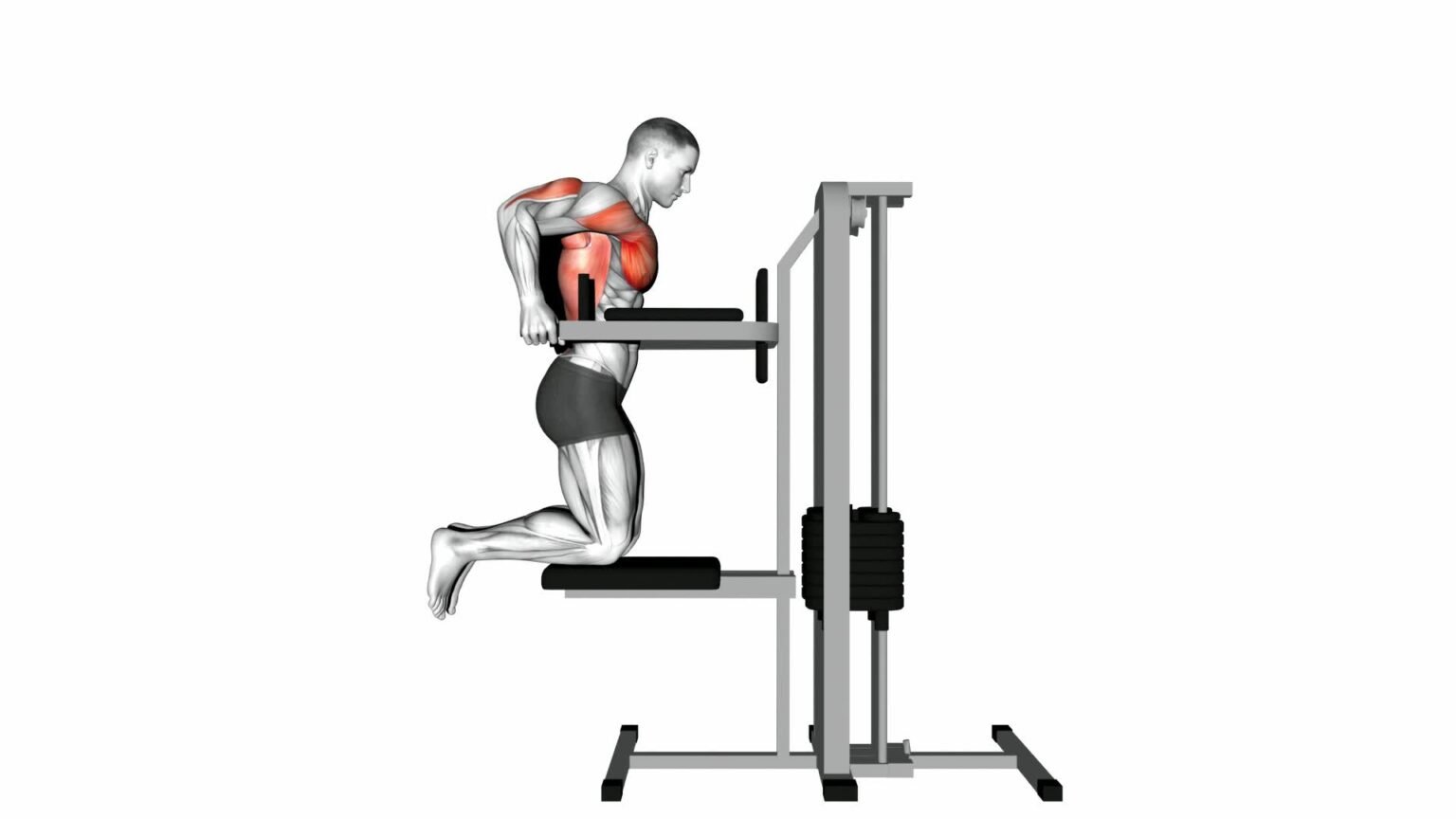 Effective Assisted Triceps Dip (kneeling) For Women - Video Guide & Tips