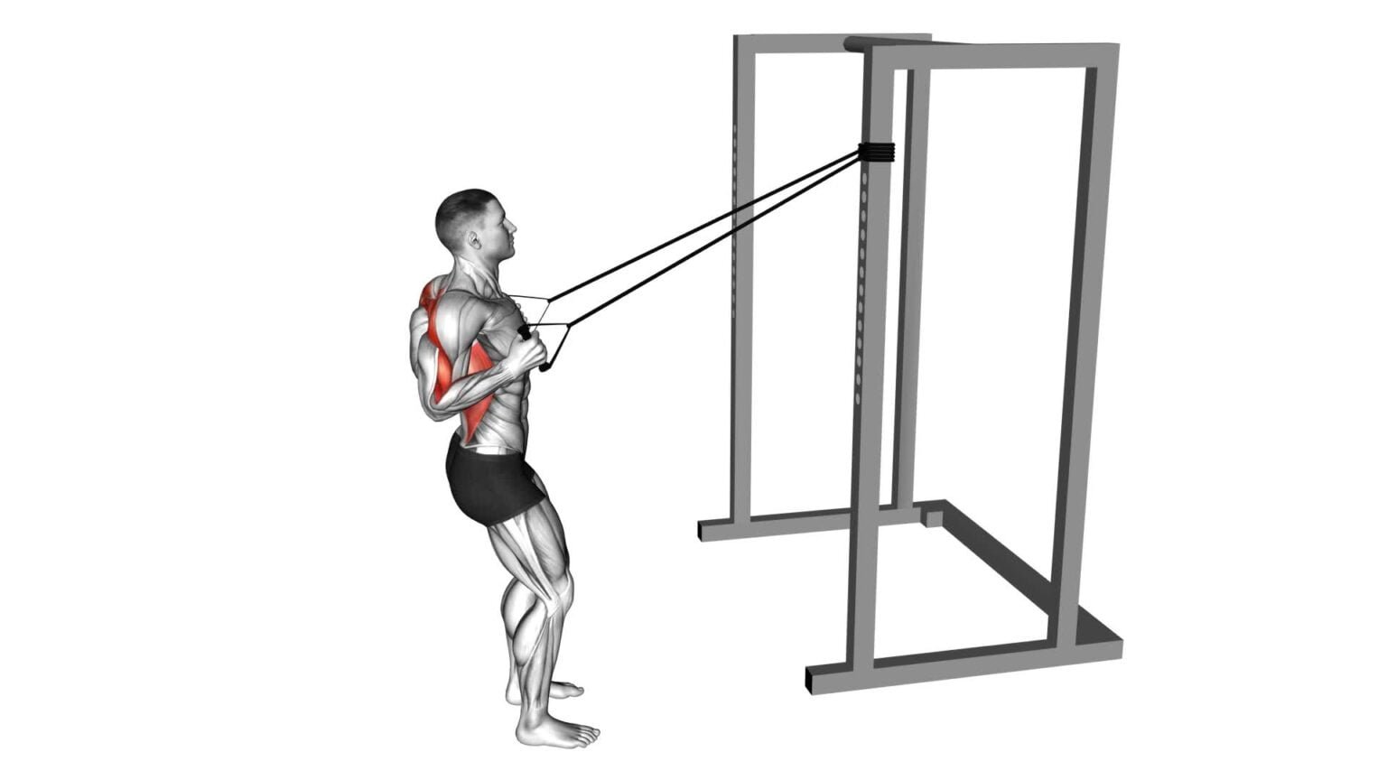 Band Narrow Grip High Row - Video Exercise Guide & Tips - Workout Guru