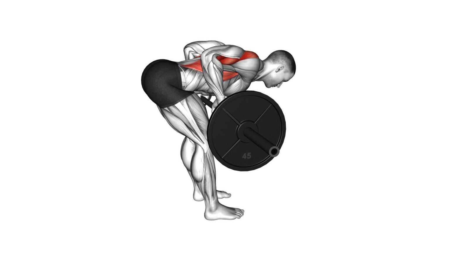 Barbell Bent Over Row: Ultimate Video Guide & Expert Tips