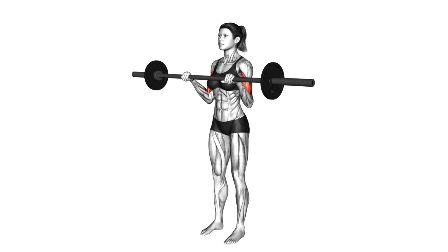 Barbell Reverse Curl (female): Video Guide & Tips For Toned Arms