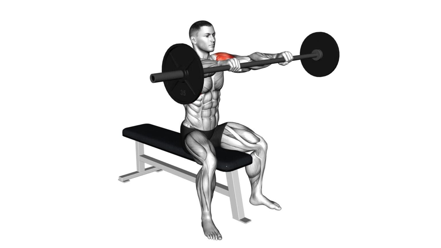 Barbell Seated Front Raise: Ultimate Guide & Tips [Video]
