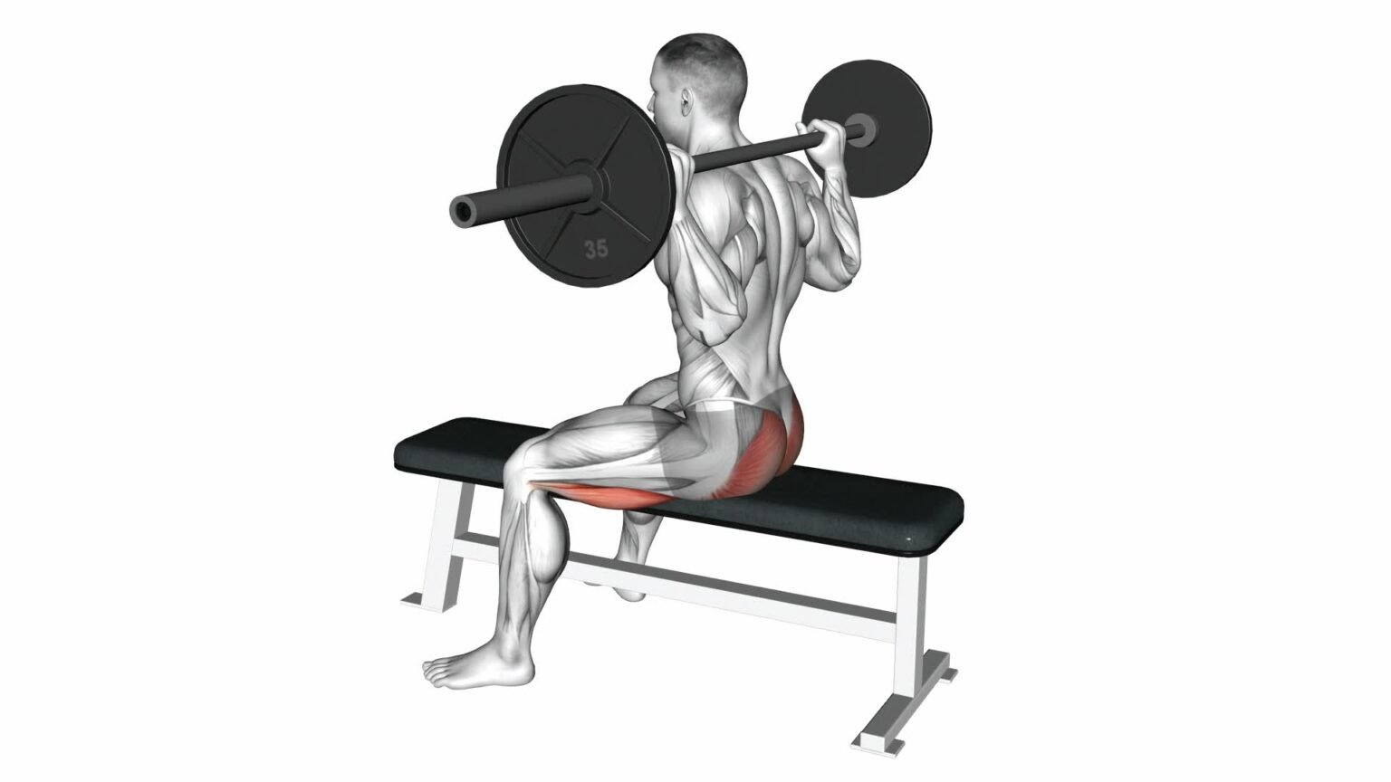 Barbell Seated Good Morning: Ultimate Guide & Tips