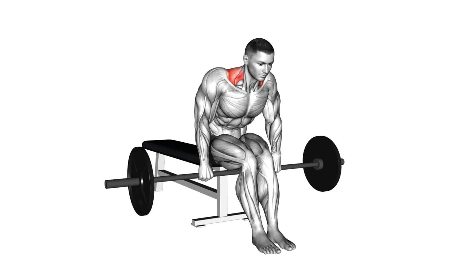 Cable Seated Reverse Shrug (Male) - Exercise Guide & Tips
