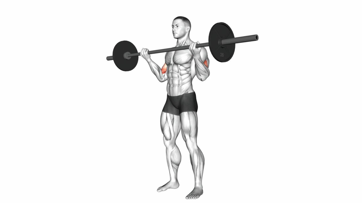 Ez-barbell Standing Wide Grip Biceps Curl - Video Guide & Tips
