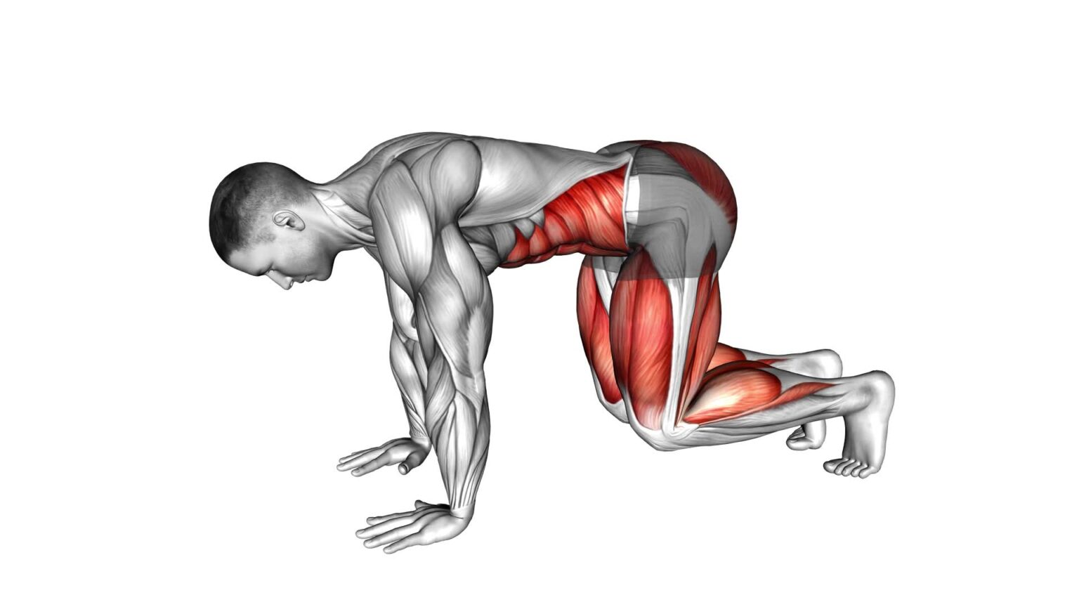 Master The Bear Plank: Ultimate Video Guide & Expert Tips