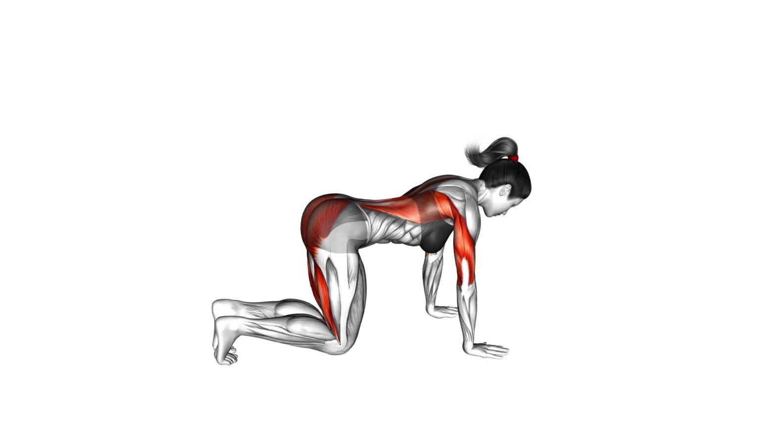 Female Bird Dog: Video Guide & Tips For Effective Exercise