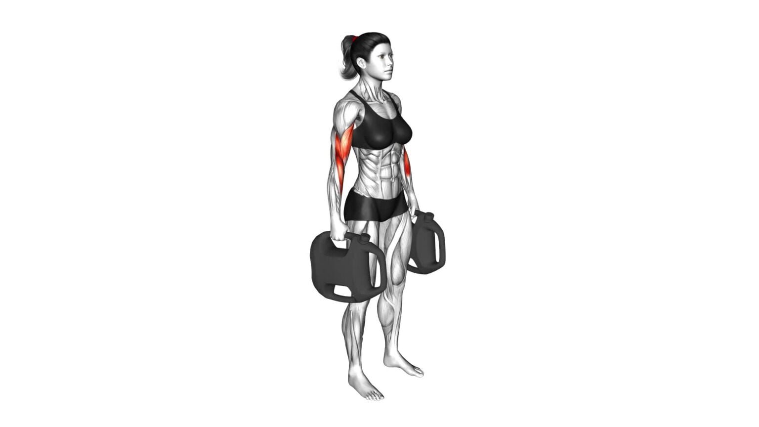 Bottle Weighted Biceps Curl (Female) - Video Guide & Tips