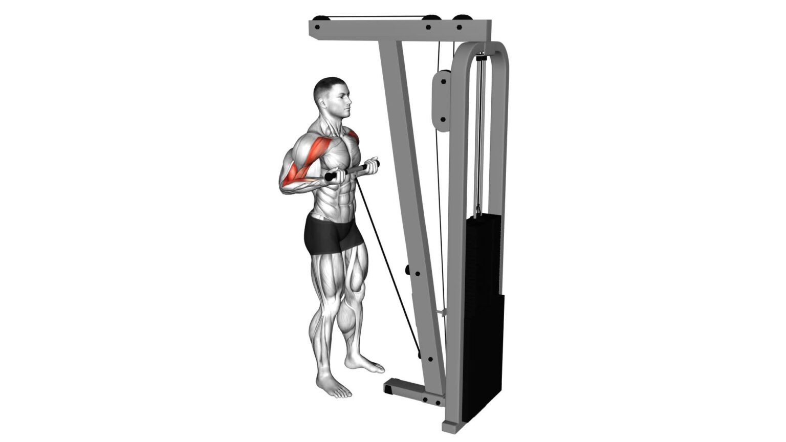 Barbell Drag Curl: Ultimate Guide & Tips [video]