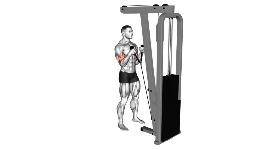 Cable Hammer Curl: Male Video Guide & Tips