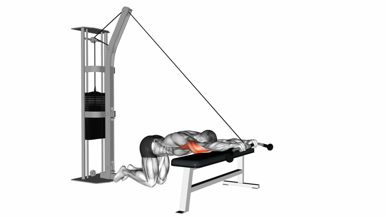 Cable Kneeling Triceps Extension (VERSION 2) - Video Exercise Guide ...