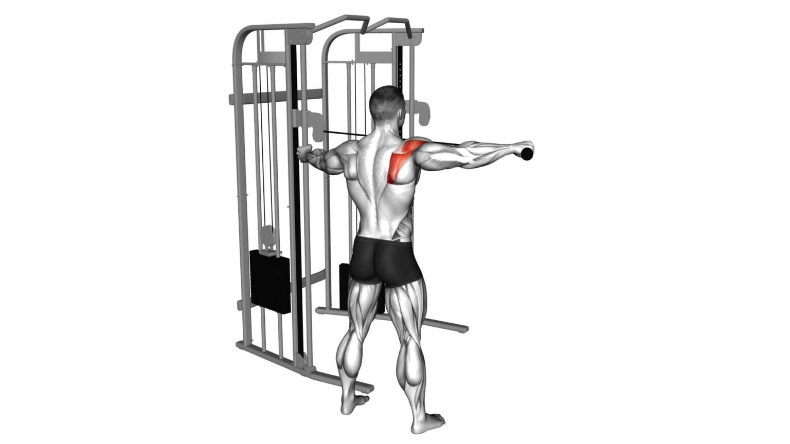Cable Standing Row: Ultimate Guide & Tips