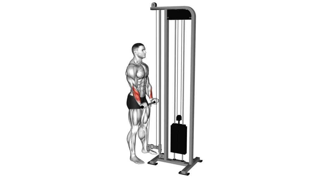 Dumbbell Standing Wrist Reverse Curl Video Guide And Tips