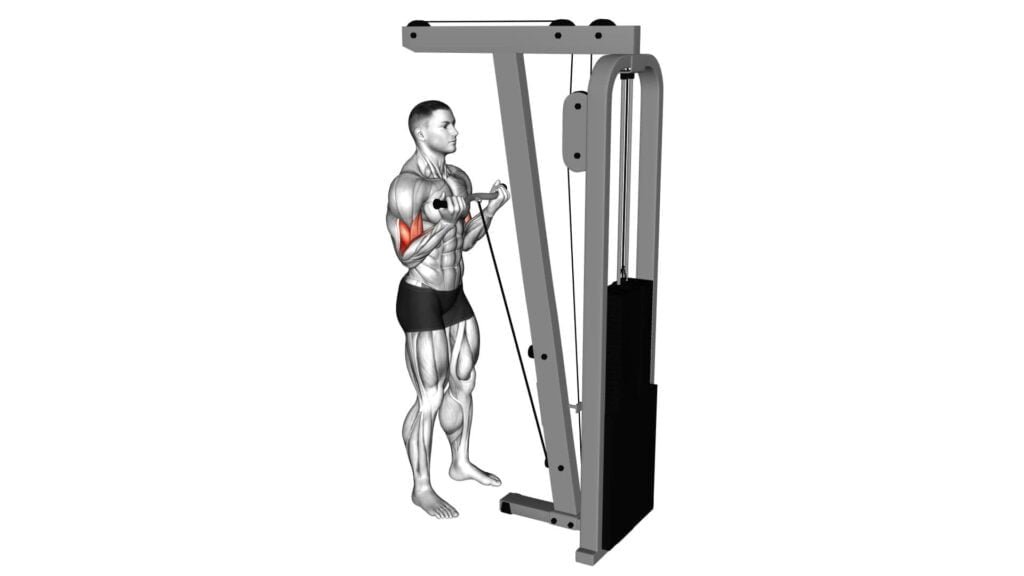 Cable SZ Bar Close Grip Curl - Exercise Guide & Tips