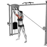 Cable Bent Over Single Arm Crossover (female) - Exercise Guide & Tips