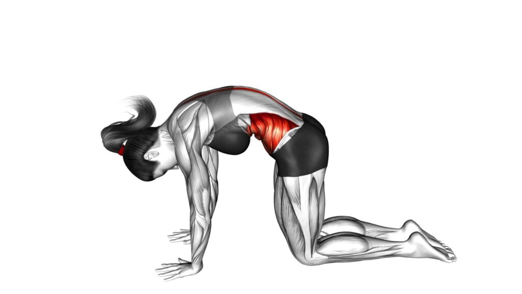 Cat Cow Stretch - Improve Flexibility With This Video Guide