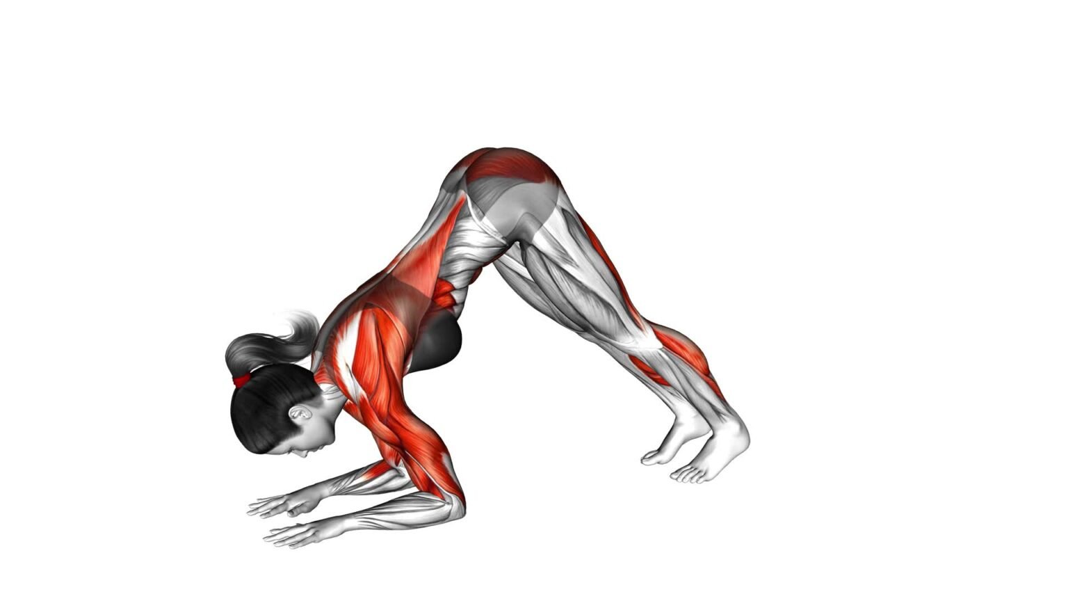 Dolphin Pose (Male): Video Guide & Tips For A Powerful Core
