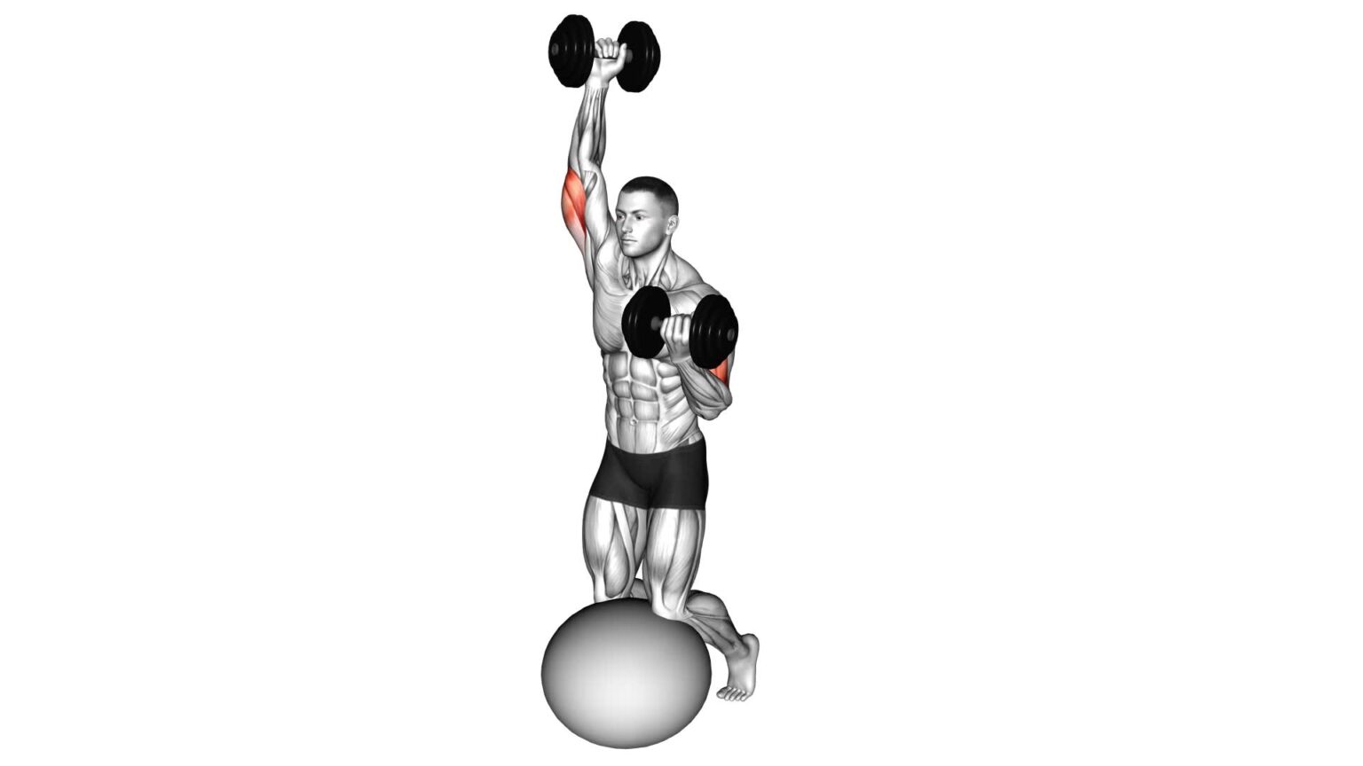 Dumbbell Biceps Curl & Overhead Extension On Stability Ball - Video ...