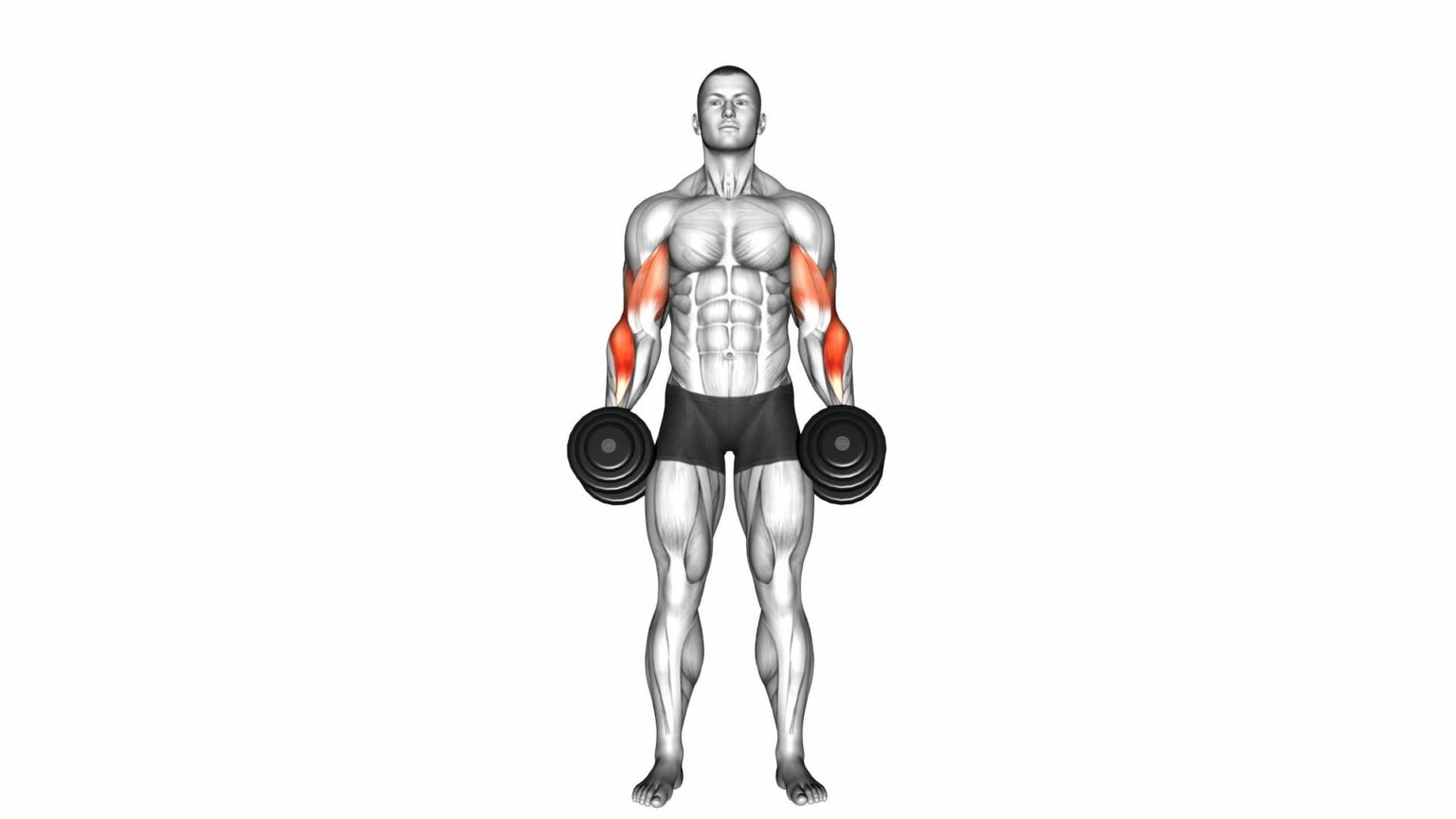 Dumbbell Cross Body Hammer Curl (Version 2) - Video Exercise Guide ...