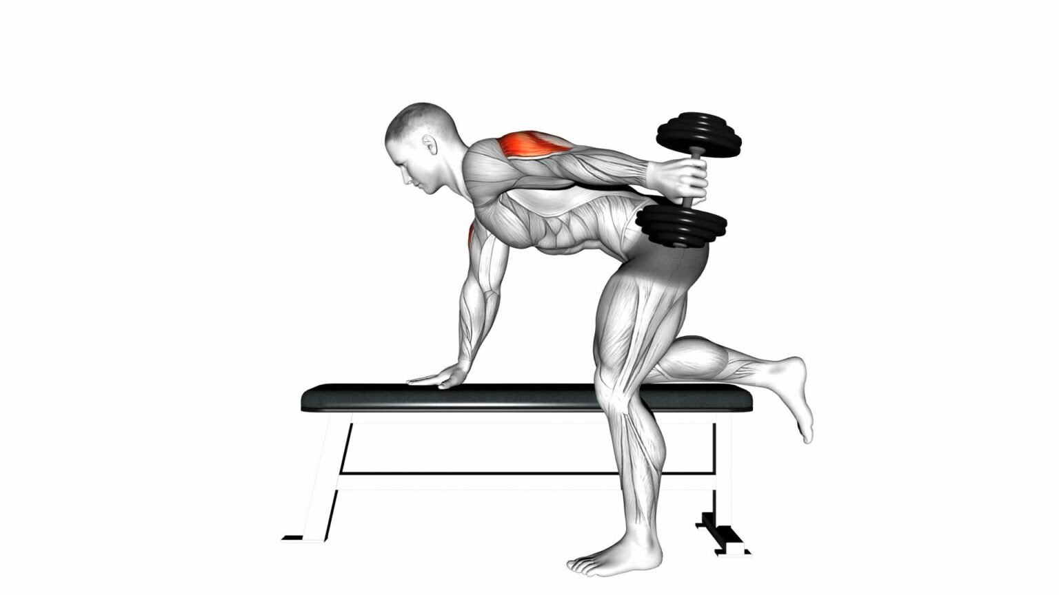 Dumbbell Kickback: Ultimate Exercise Guide & Tips [video]