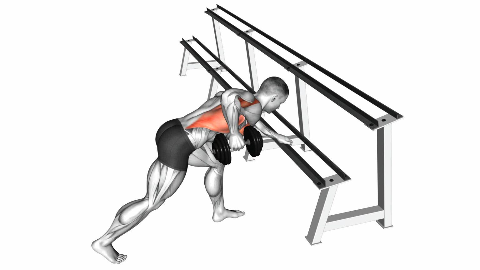 Dumbbell One Arm Row: Rack Support (Female) - Exercise Guide & Tips