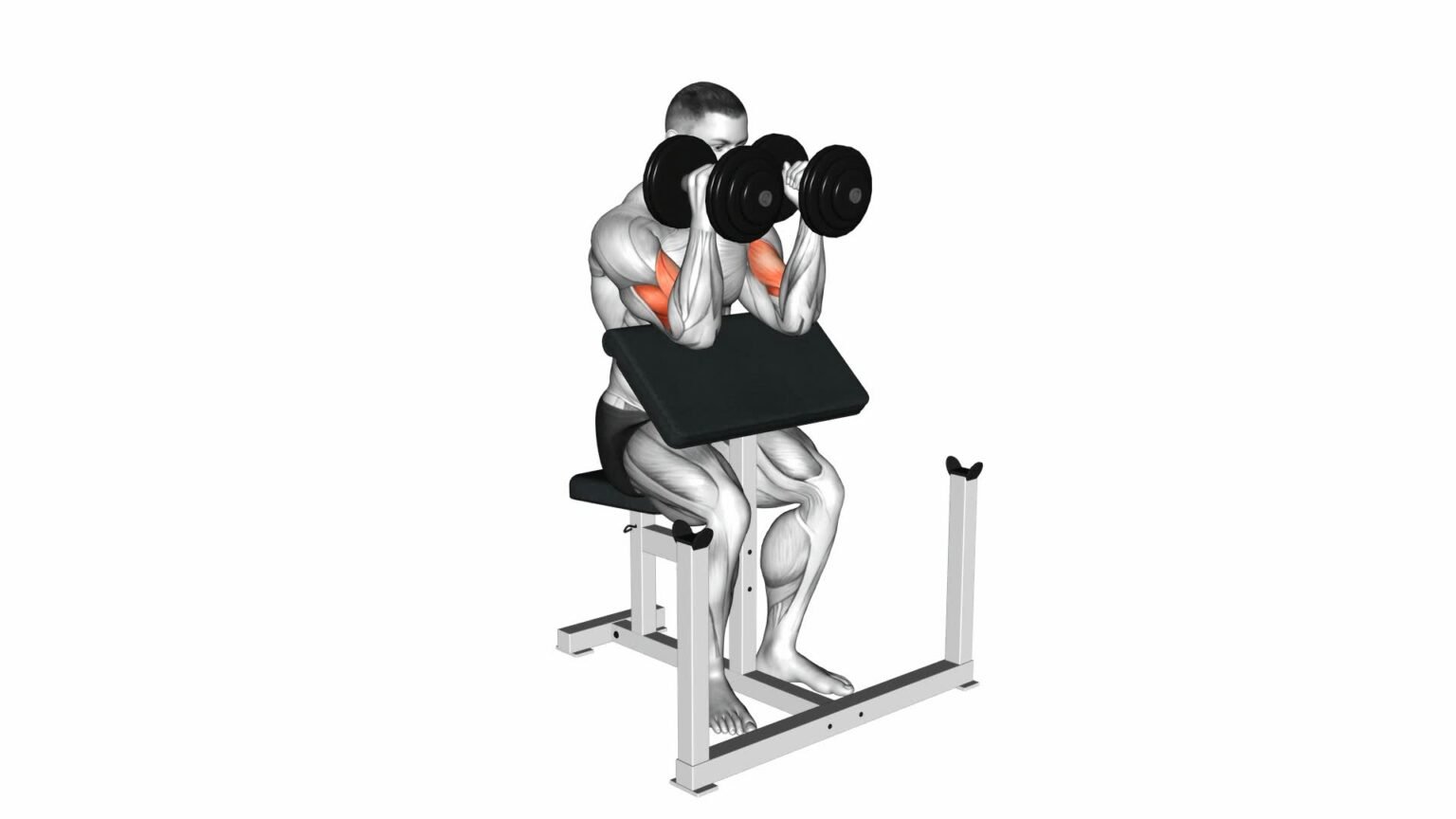 Female Dumbbell Peacher Hammer Curl: Video Guide & Tips