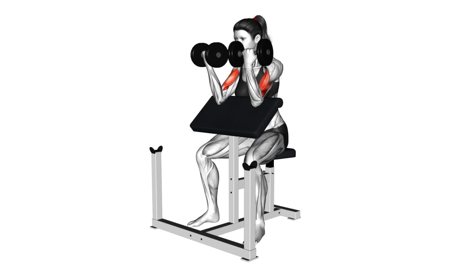 Female Dumbbell Preacher Curl: Video Guide & Tips For Effective Workout