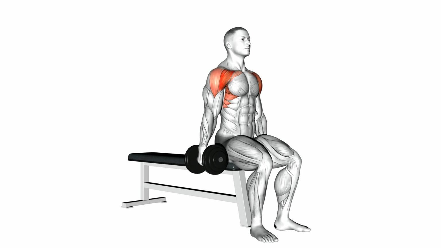 Barbell Seated Front Raise: Ultimate Guide & Tips [Video]
