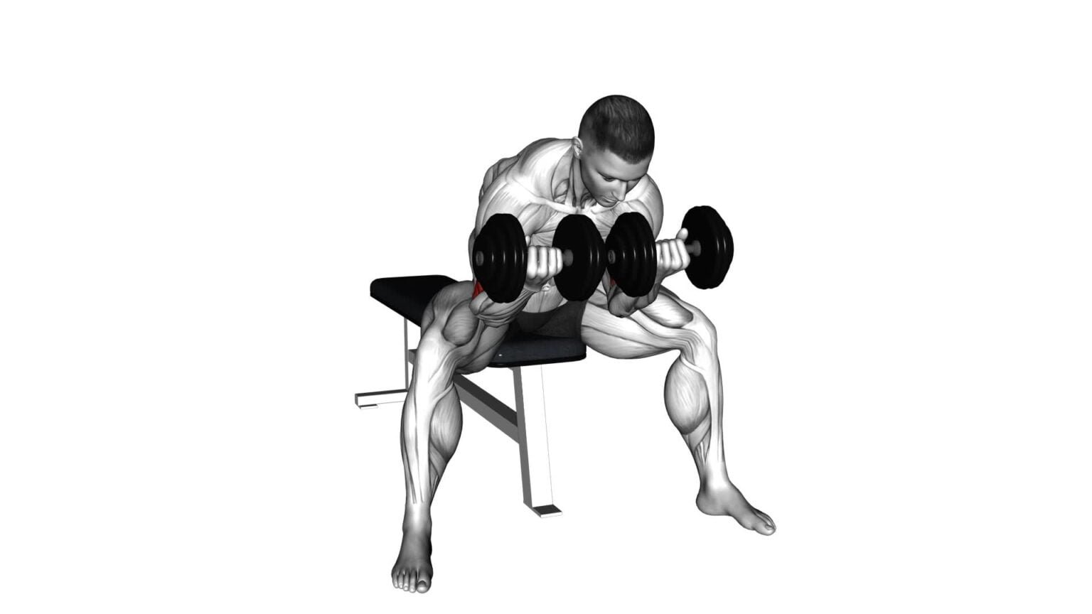 Biceps Leg Concentration Curl: Ultimate Exercise Guide & Tips