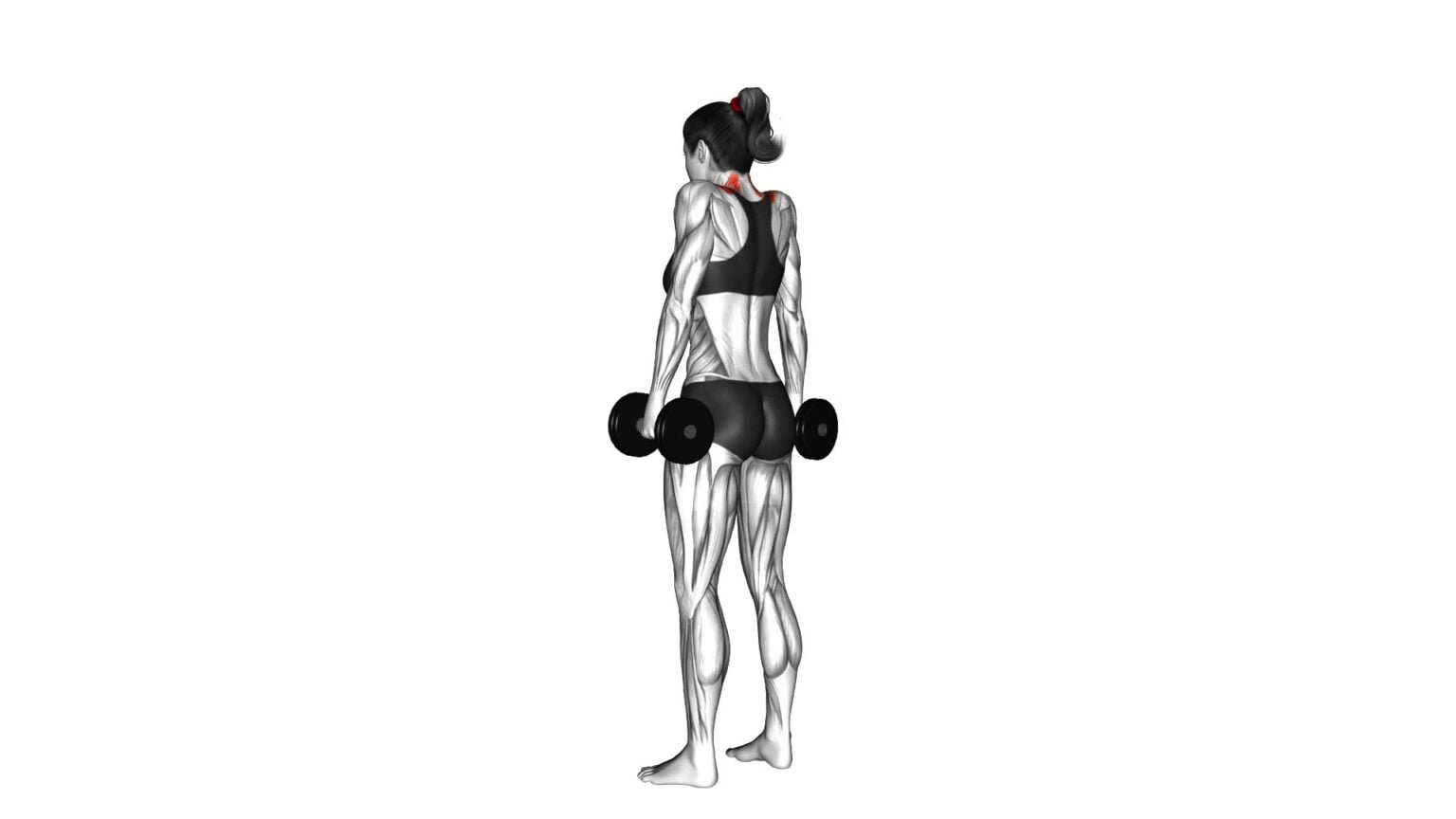 Dumbbell Incline Shrug (Female): Video Guide & Tips For Effective Upper ...