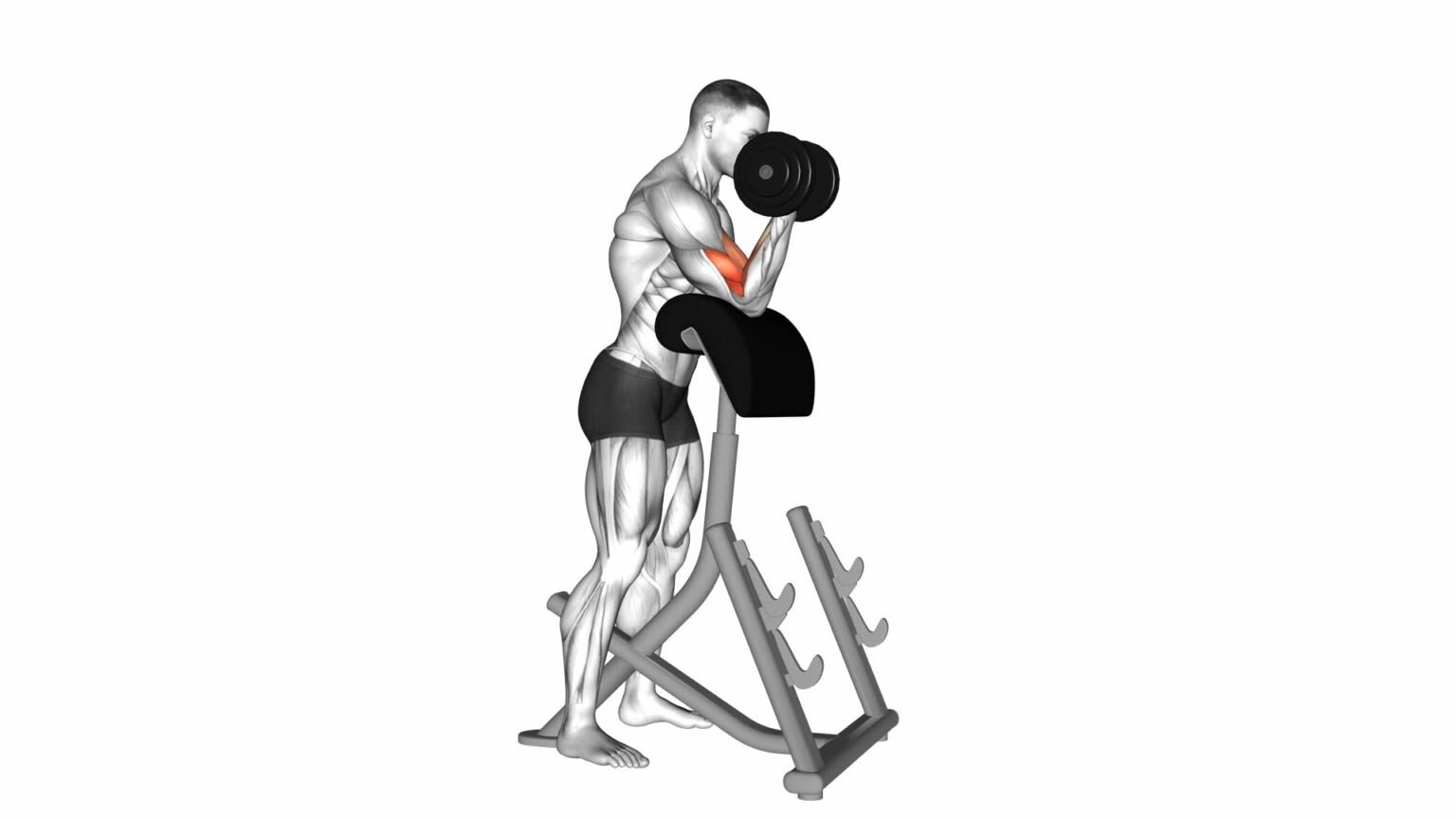 Dumbbell Preacher Curl: Video Guide & Tips