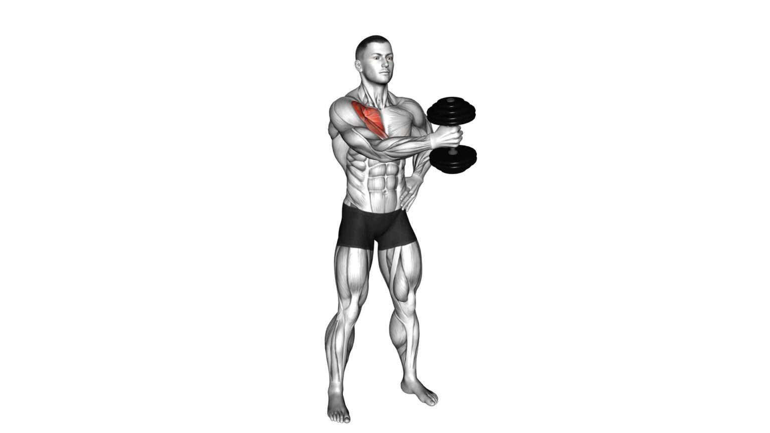 Dumbbell Cross Raise: Video Guide & Tips