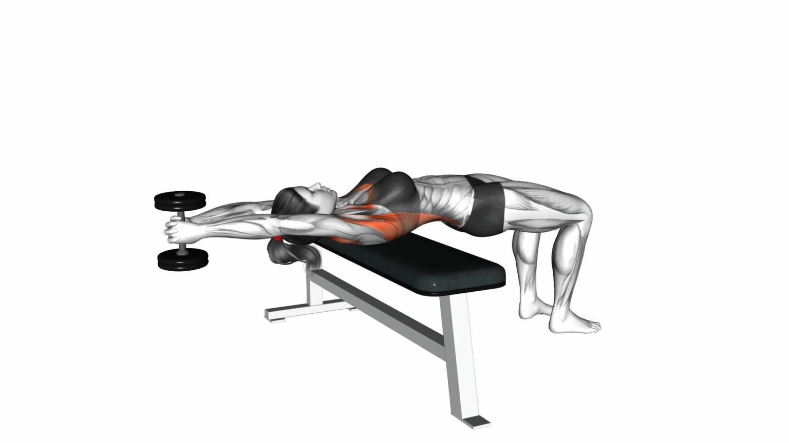 Dumbbell Straight Arm Pullover (Female) - Video Guide & Tips