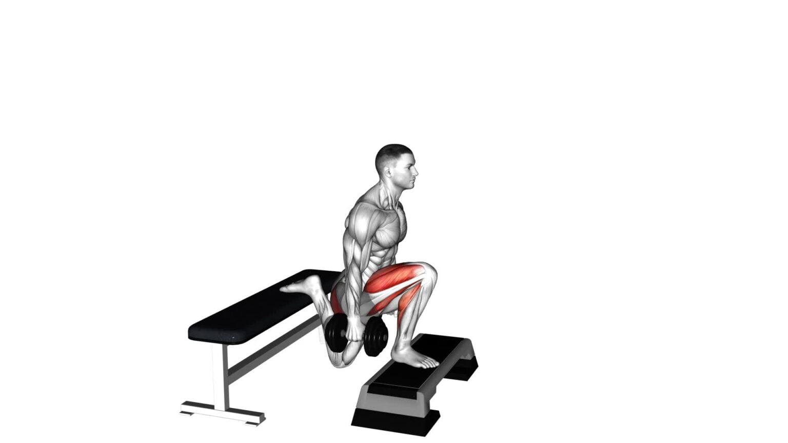 Dumbbell Bulgarian Split Squat (female) - Exercise Guide & Tips