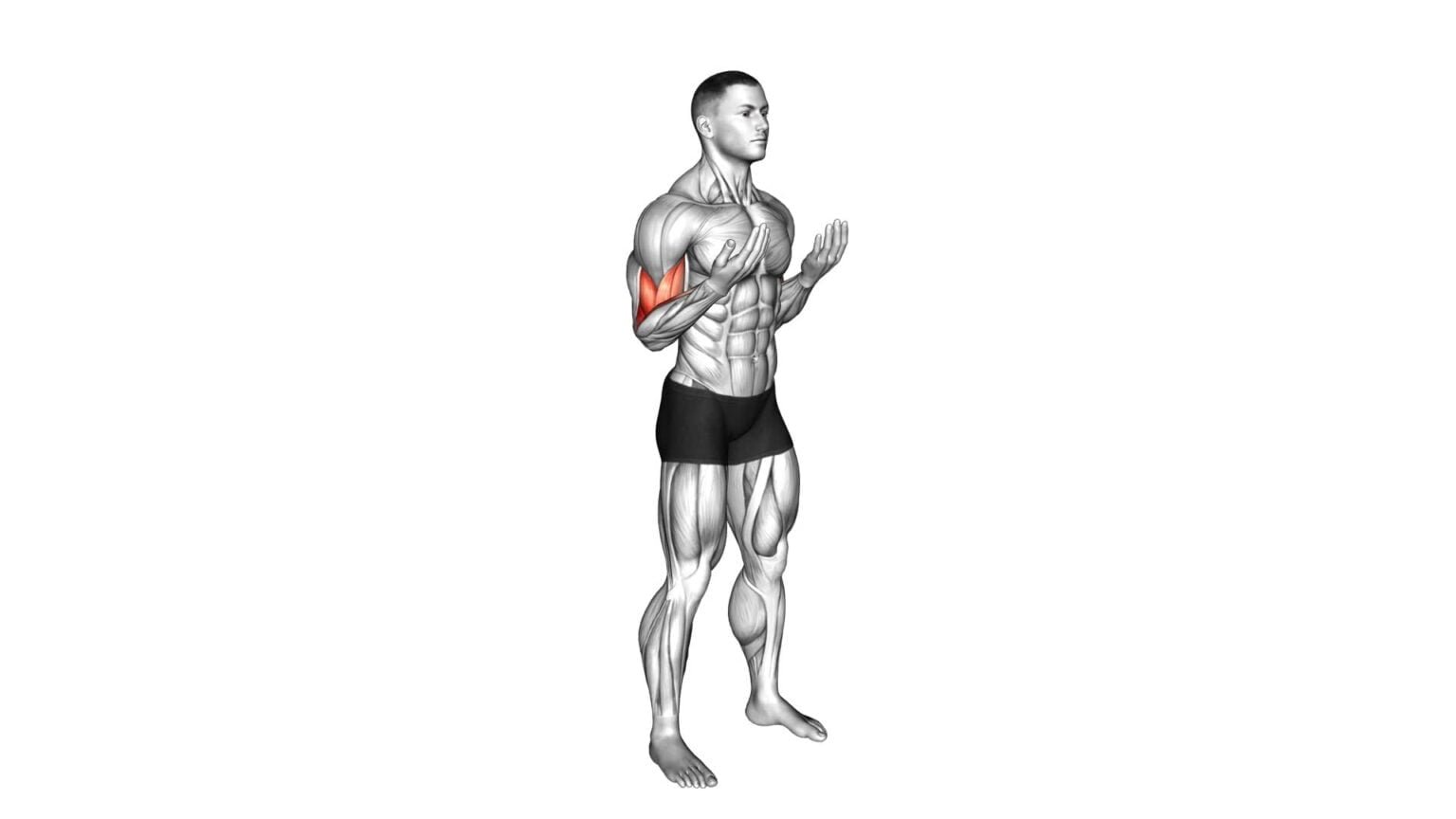 Elbow Flexion: Video Exercise Guide & Tips