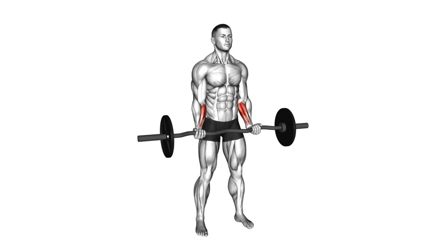 EZ Barbell Standing Wrist Curl: Video Guide & Tips