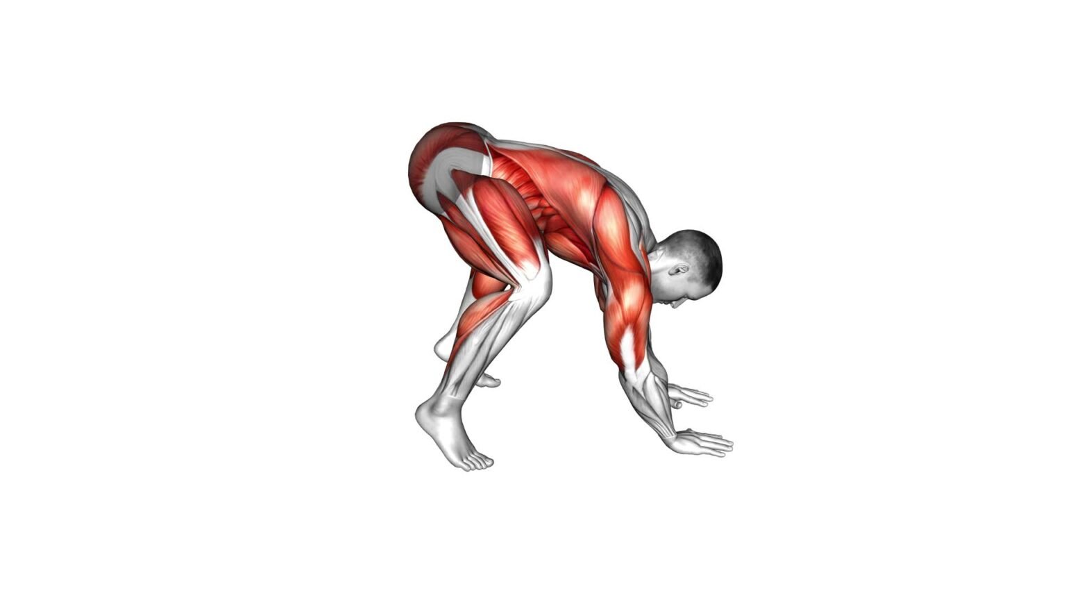 Male Frog Exercise Guide: Tips & Video For Effective Workouts