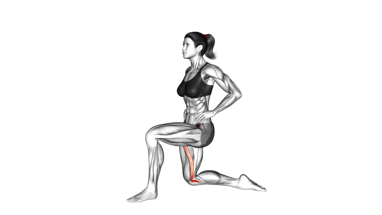Sartorius Stretch For Women - Video Guide & Tips