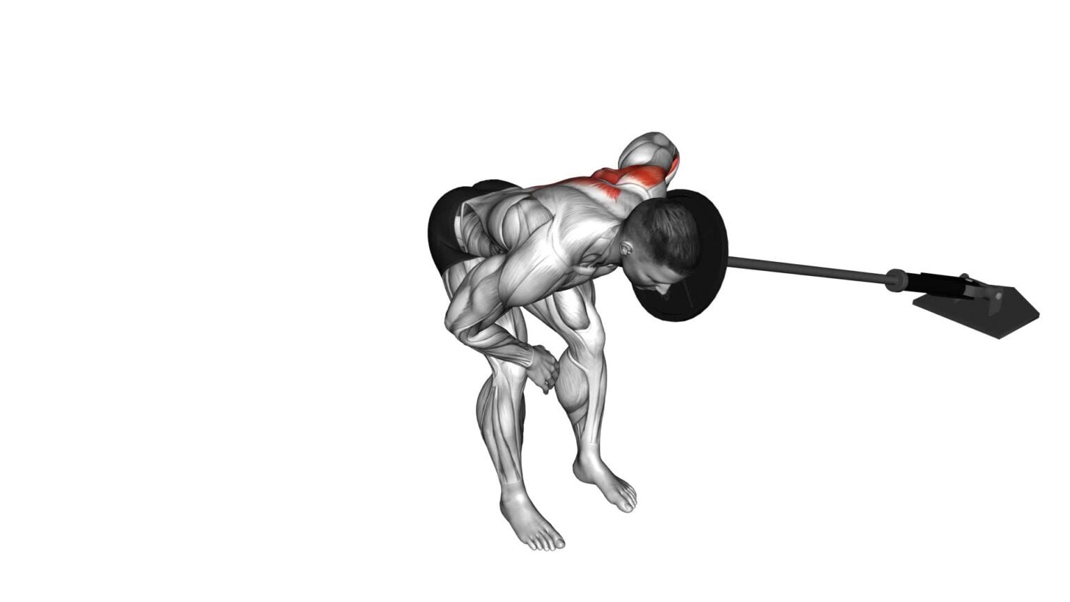 One Arm Bent Over Row: Landmine - Video Guide & Tips