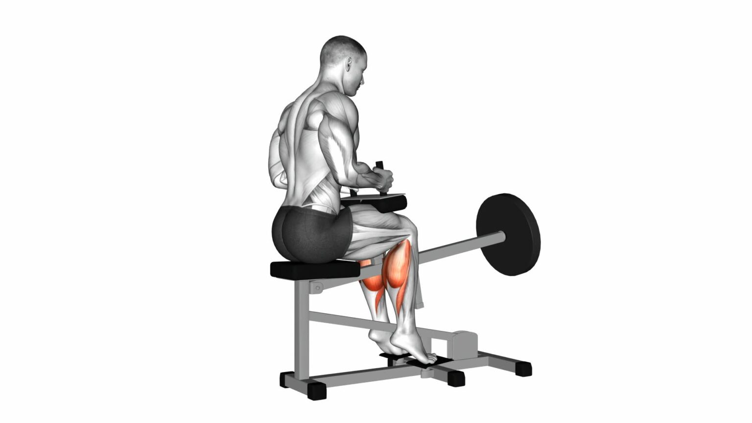 Leg Press Machine: Lever Seated Squat Calf Raise - Video Guide & Tips