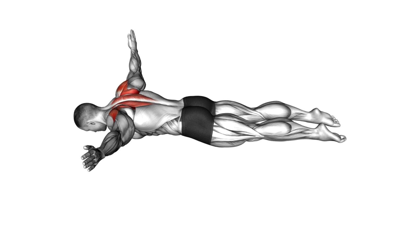 Prone Position Exercises: W To Y - Video Guide & Tips