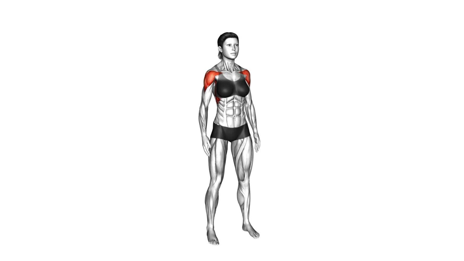 Dumbbell Chest Supported Lateral Raises - Exercise Guide & Tips