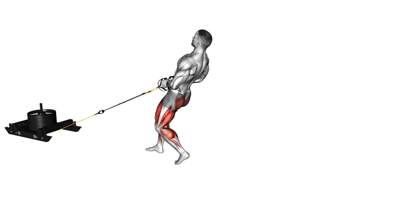 Power Sled Rear Drag (V2): Ultimate Exercise Guide & Tips