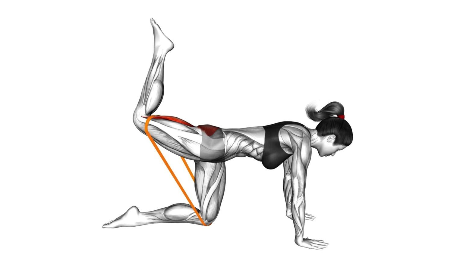 Resistance Band One Leg Kickback (Bent Position) (male) - Video ...