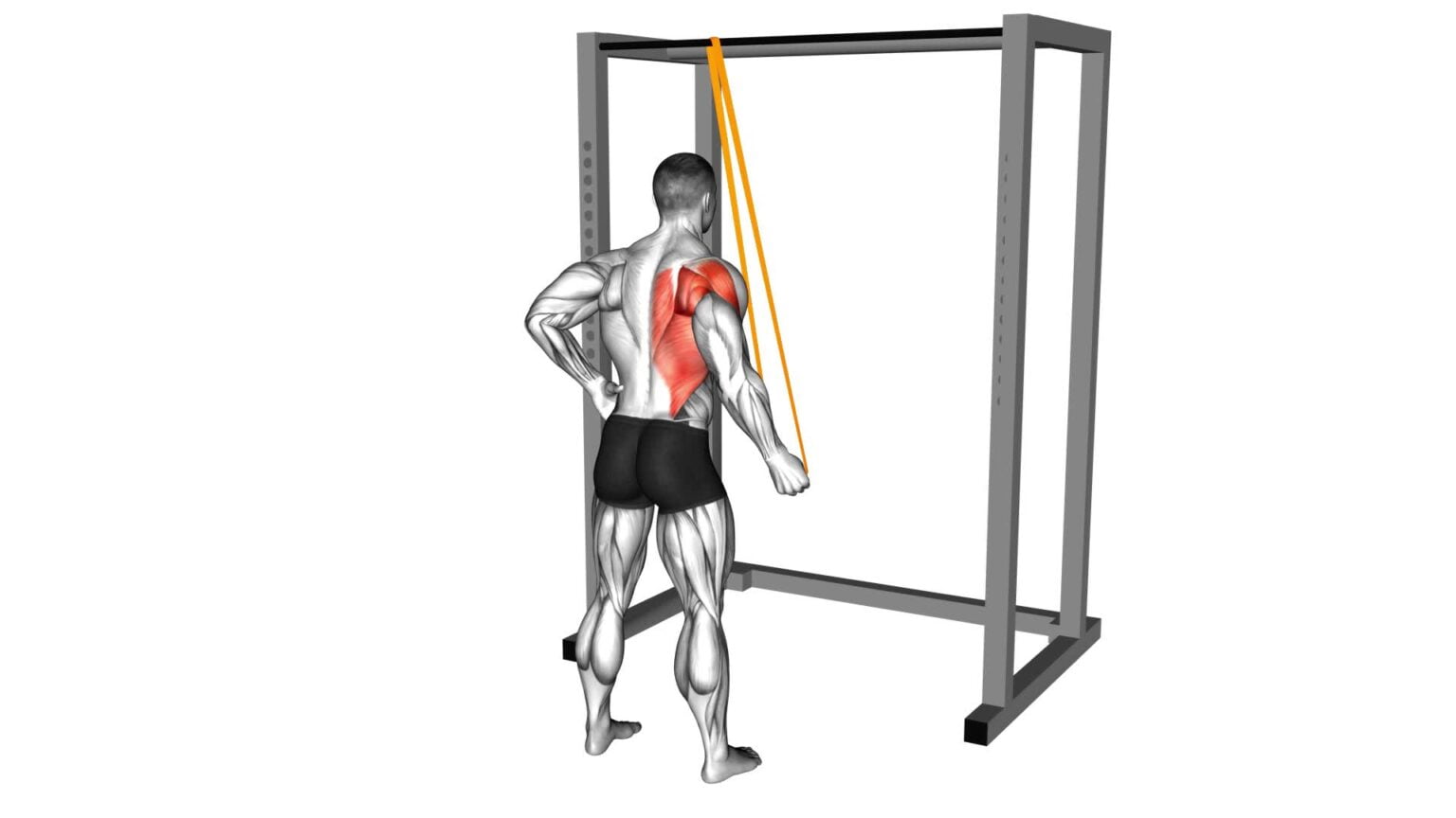 Resistance Band Cross Body Single Straight Arm Supinated Pulldown ...