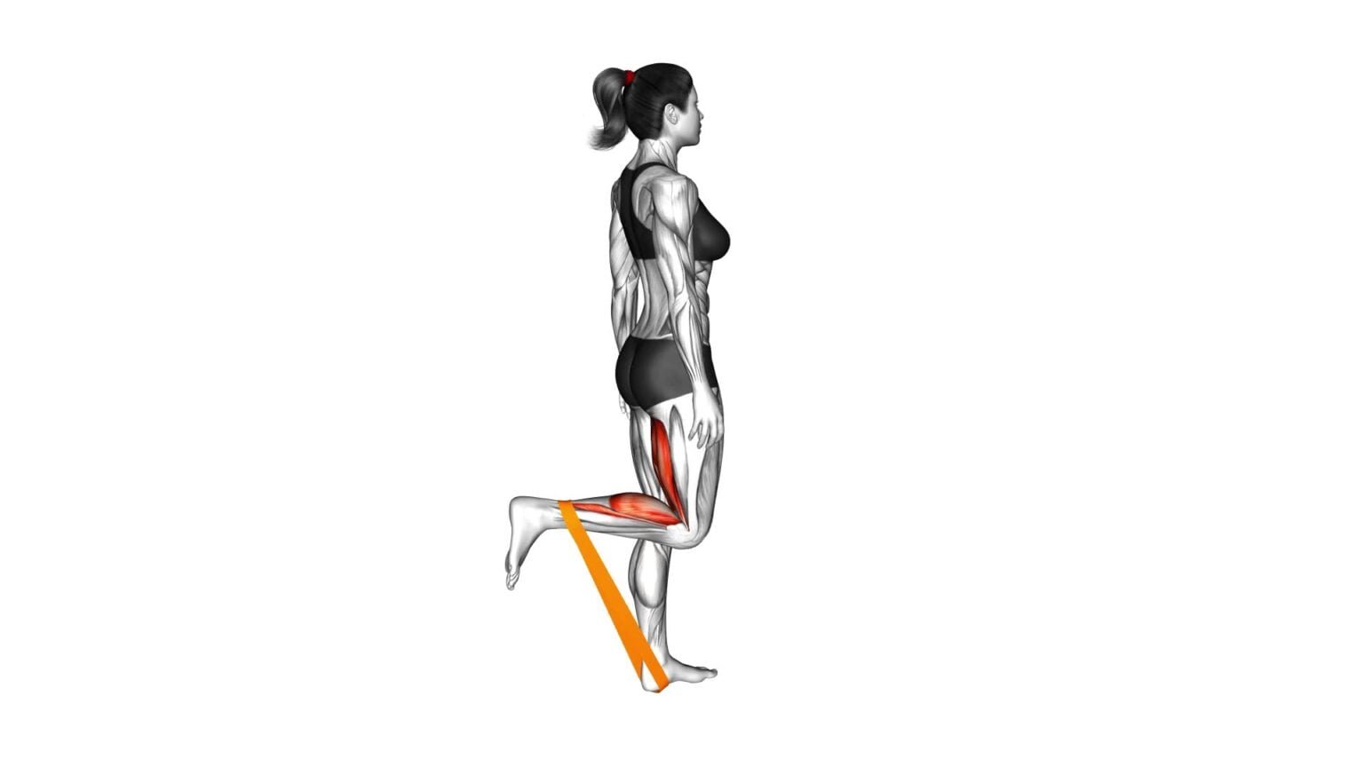 Resistance Band Leg Curl (female) - Video Exercise Guide & Tips ...