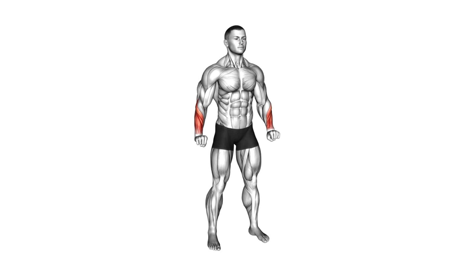 Reverse Wrist Curl (Male): Video Guide & Tips For Stronger Forearms