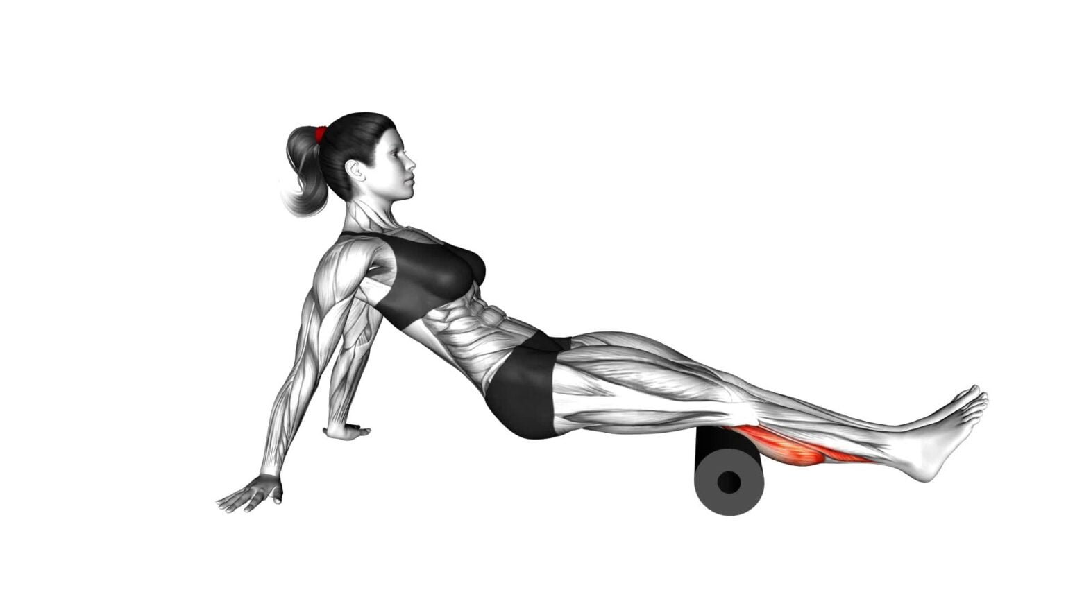 Calves Exercises - Workout Guru