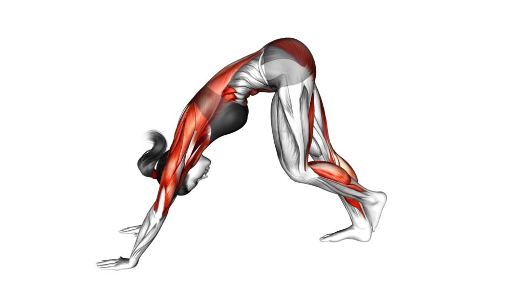 Female Single Downward Dog: Video Guide & Tips For Effective Exercise