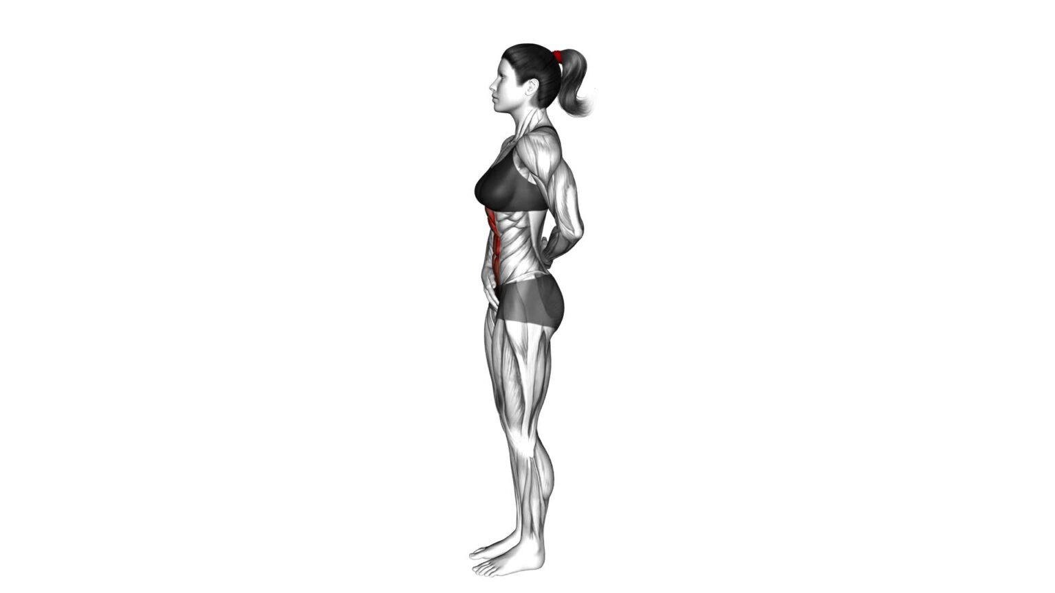 Female Standing Abdominal Vacuum: Video Guide & Tips For Effective Core ...